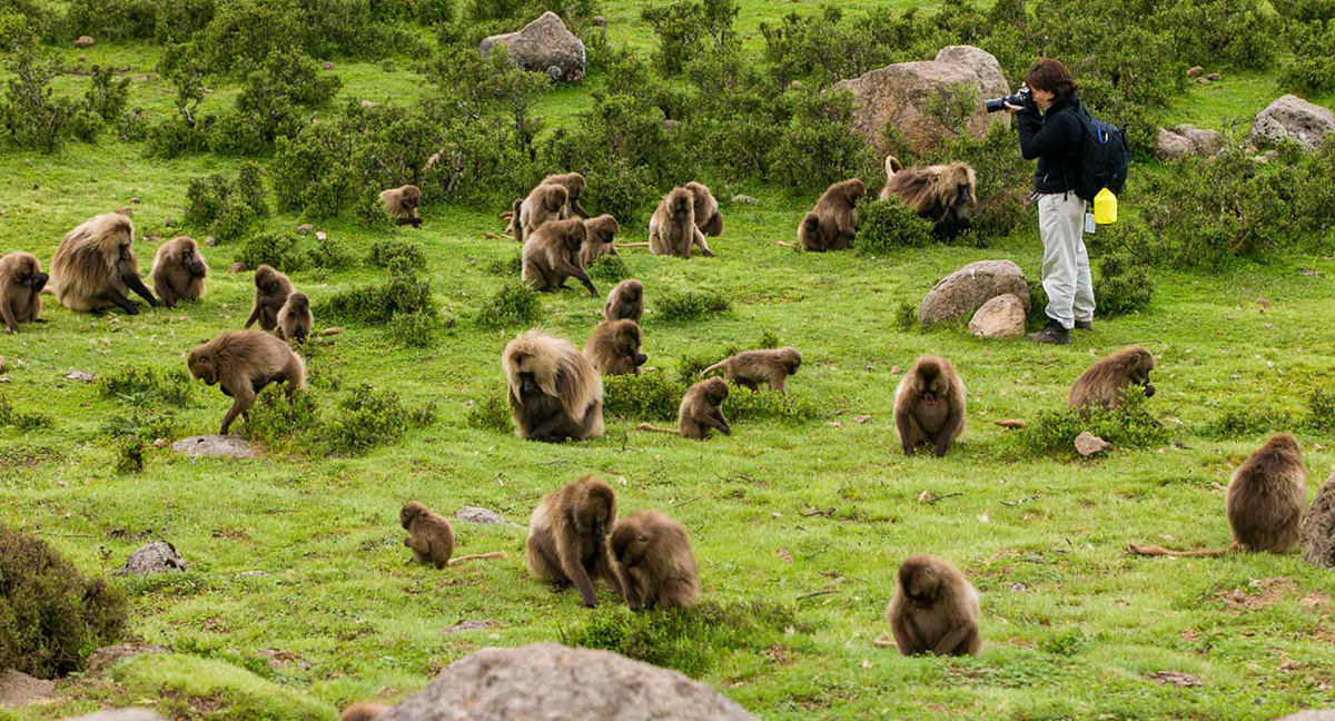 Endemik ve Endemik Alan Nedir?